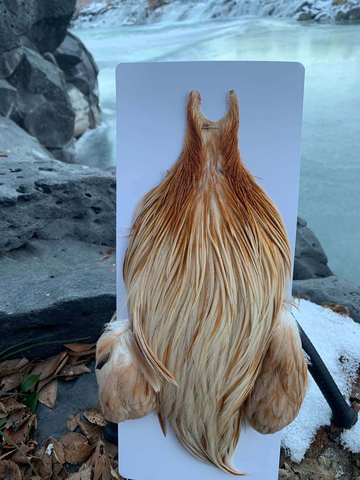 fly tying hackle inspired by earth’s natural beauty – Borealis Hackle